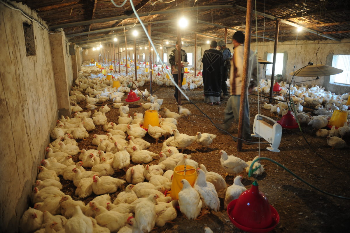 Chickening Out in Iraq – Guernica