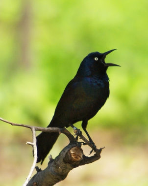 John Patrick Leary: Against Civility – Guernica