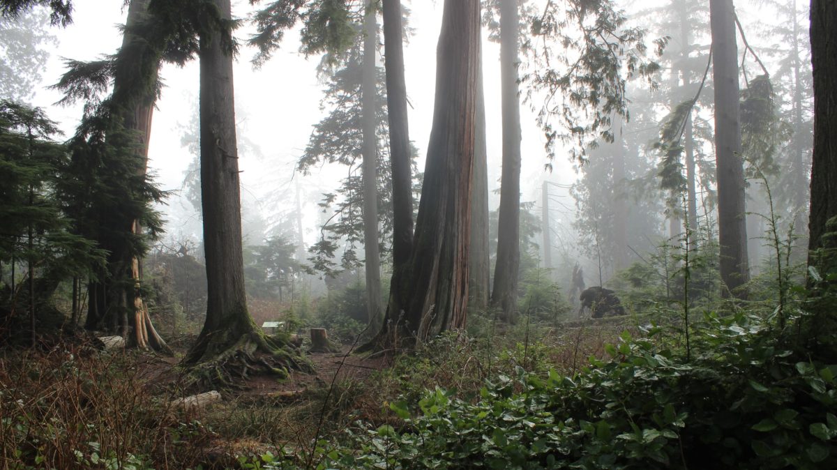 Ghost Forest – Guernica